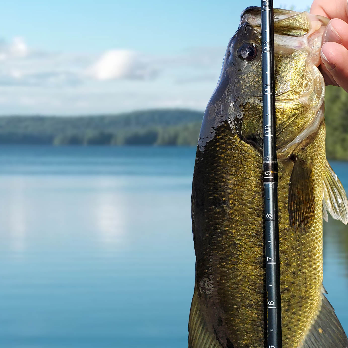 Quik Measure Pro Fish Rulers