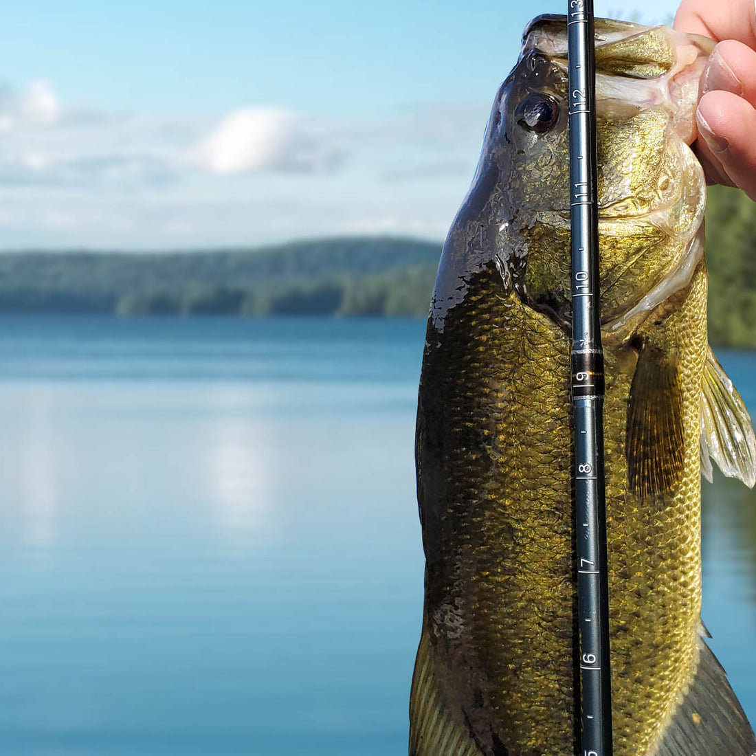 Quik Measure Pro Fish Rulers